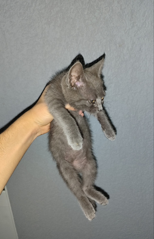 Rusko plavo sivo mace macka 2mj - Mačke - OLX.ba