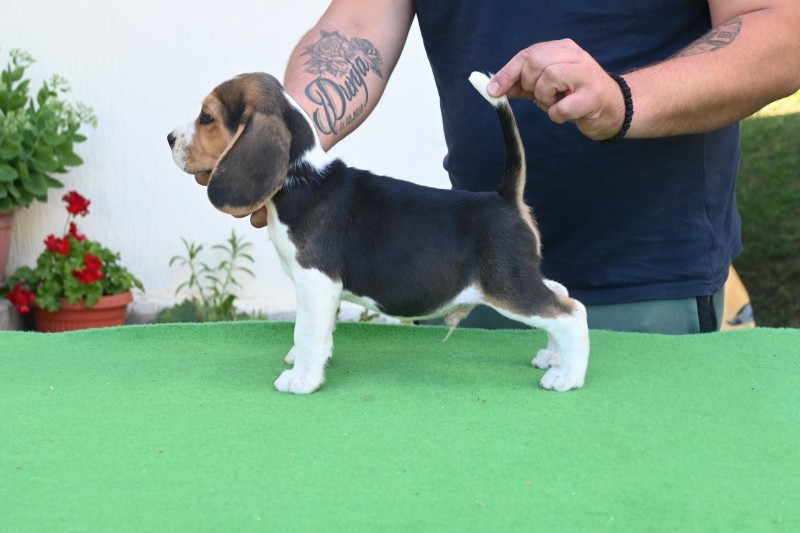 Bigl stenci - Psi i Štenad - OLX.ba