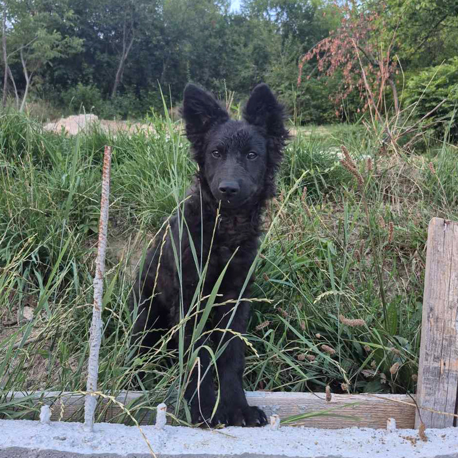 Poklanjam psića - Poklanjam (darujem) - OLX.ba