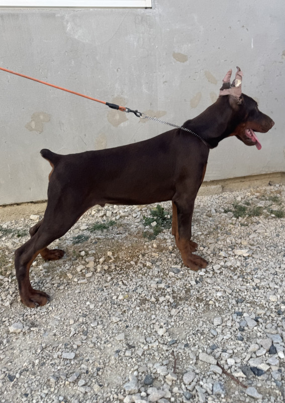 Prodajem doberman stene - Psi i Štenad - OLX.ba