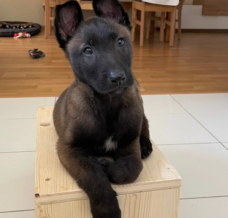 Belgijski ovcar Malinoa Stenad - Psi i Štenad - OLX.ba