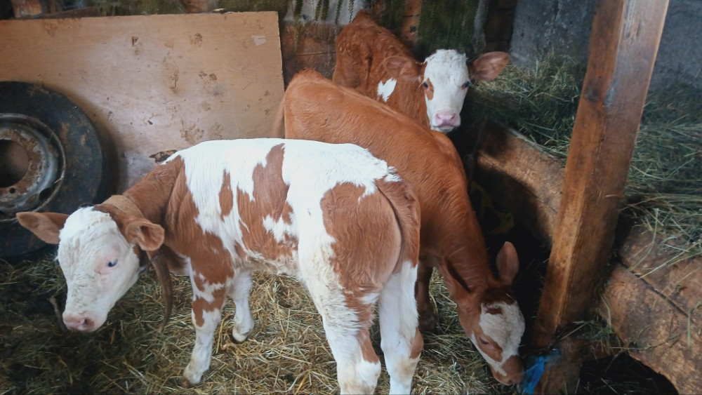 Telad muški - Krave - OLX.ba