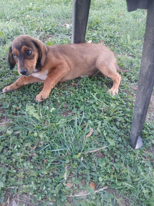 Poklanjam štene - Poklanjam (darujem) - OLX.ba