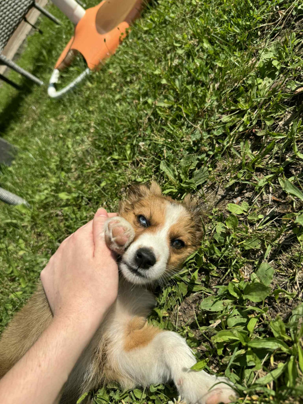 Poklanjam psa - Poklanjam (darujem) - OLX.ba