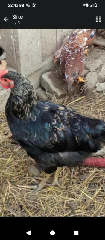 Koke kokoske madjarice par - Kokoške - OLX.ba