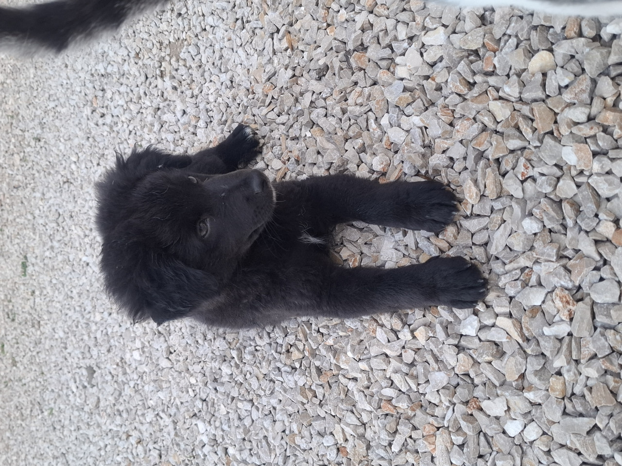 Poklanjam štenca - Poklanjam (darujem) - OLX.ba