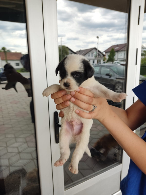 Poklanjam psićel - Psi i Štenad - OLX.ba