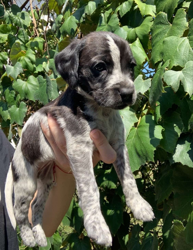 POKLANJAM STENCE - Psi i Štenad - OLX.ba