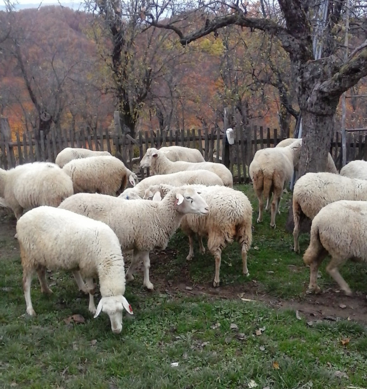 Ovce mlade ovca 4 - 5 komada - Ovce - OLX.ba