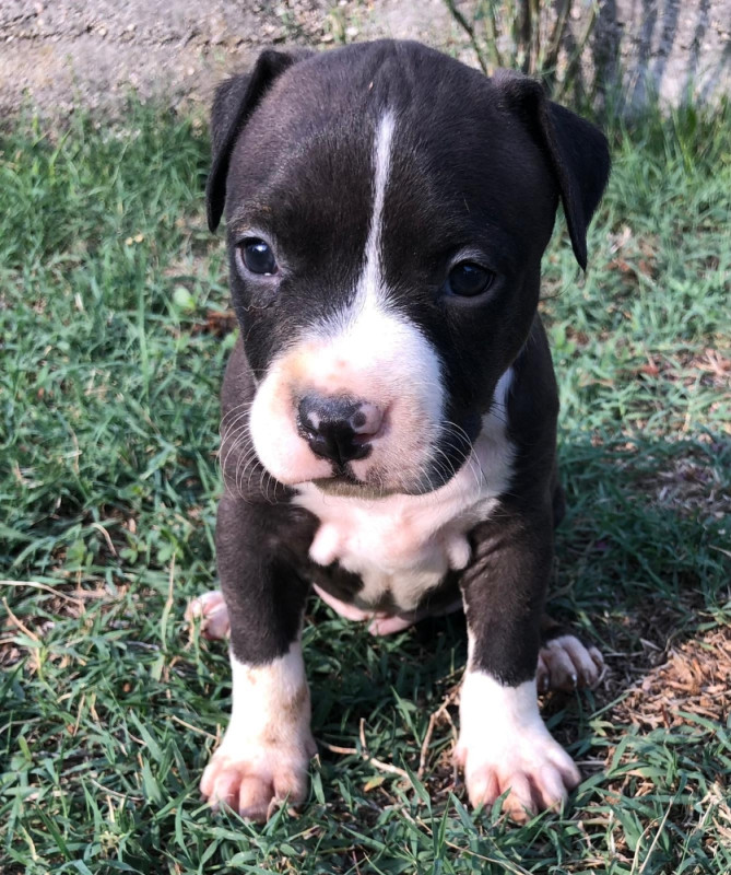 Americki staford stenci - Psi i Štenad - OLX.ba