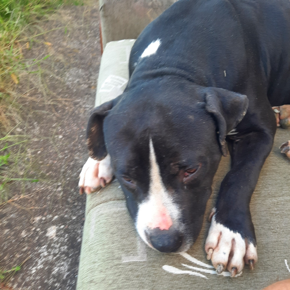 Poklanjam pas staford muski - Poklanjam (darujem) - OLX.ba