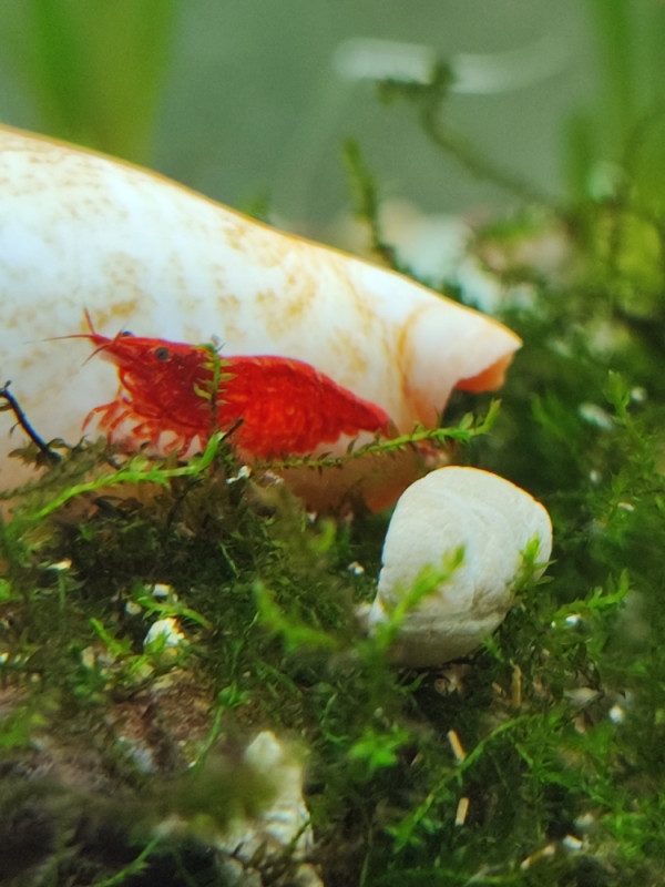 Akvarijumske kozice (red cherry) - Ribice - OLX.ba