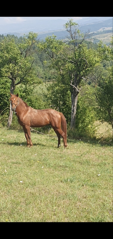 Arapski konj - Konji - OLX.ba