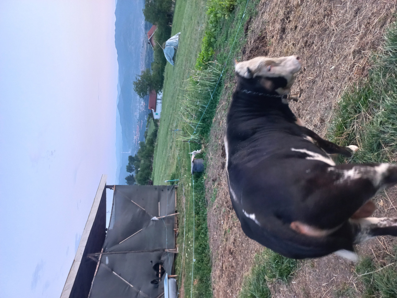 junac bik - Krave - OLX.ba