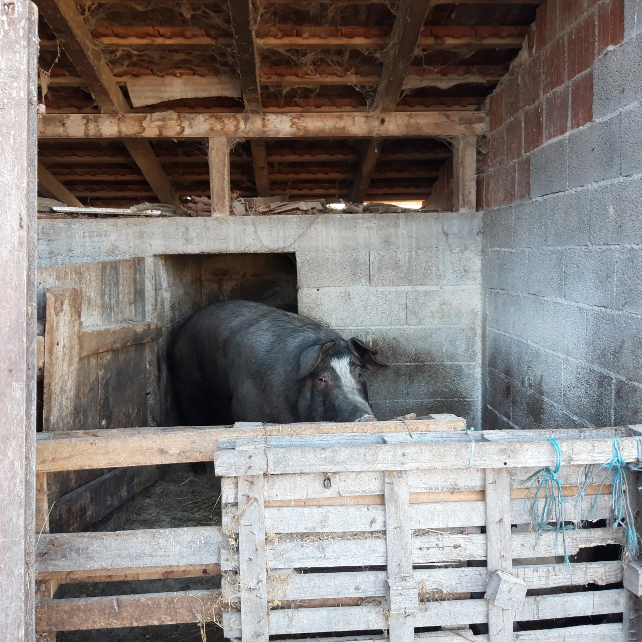 Krmaca na prodaju - Svinje - OLX.ba