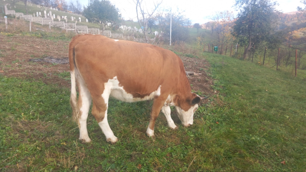 Junica steona (june.krava) - Krave - OLX.ba