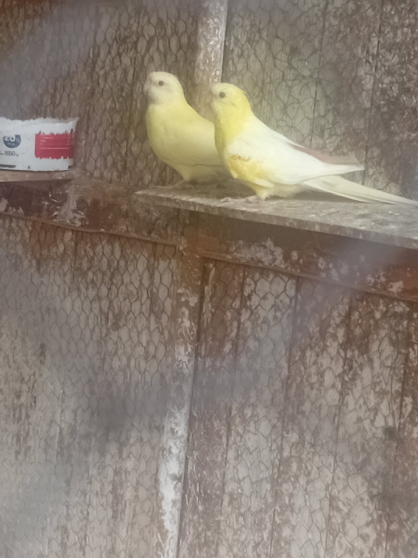 Pjevajuci papagaji - Ptice - OLX.ba