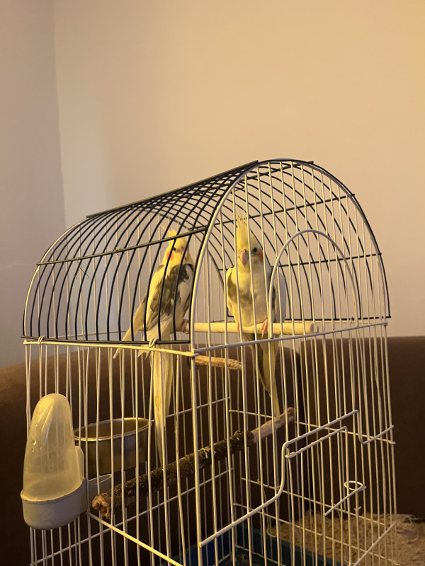 Nimfe papagaji - Ptice - OLX.ba