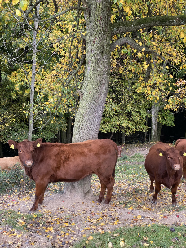 Angus junice 20-24mjeseca - Krave - OLX.ba