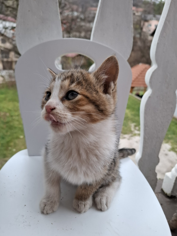 Poklanjam macku, macic na poklon - Poklanjam (darujem) - OLX.ba