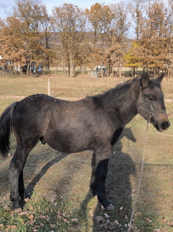 Musko Zdrijebe /Konj - Konji - OLX.ba