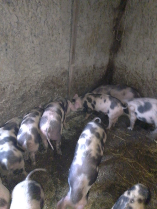 Prasad prasici oko25kg - Svinje - OLX.ba