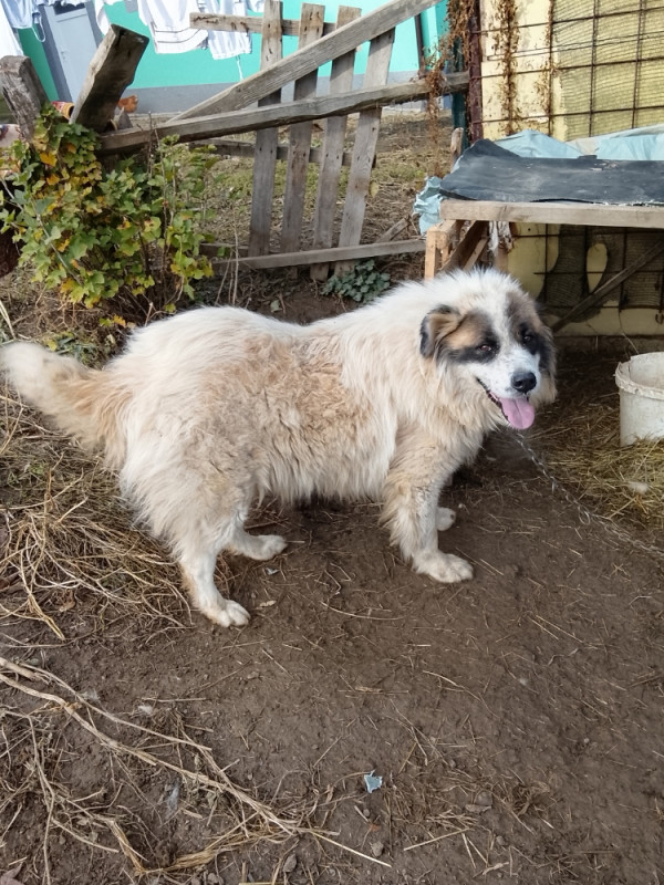 Tornjak dobar čuvar paše zamjena razno 061 820 417 - Psi i Štenad - OLX.ba