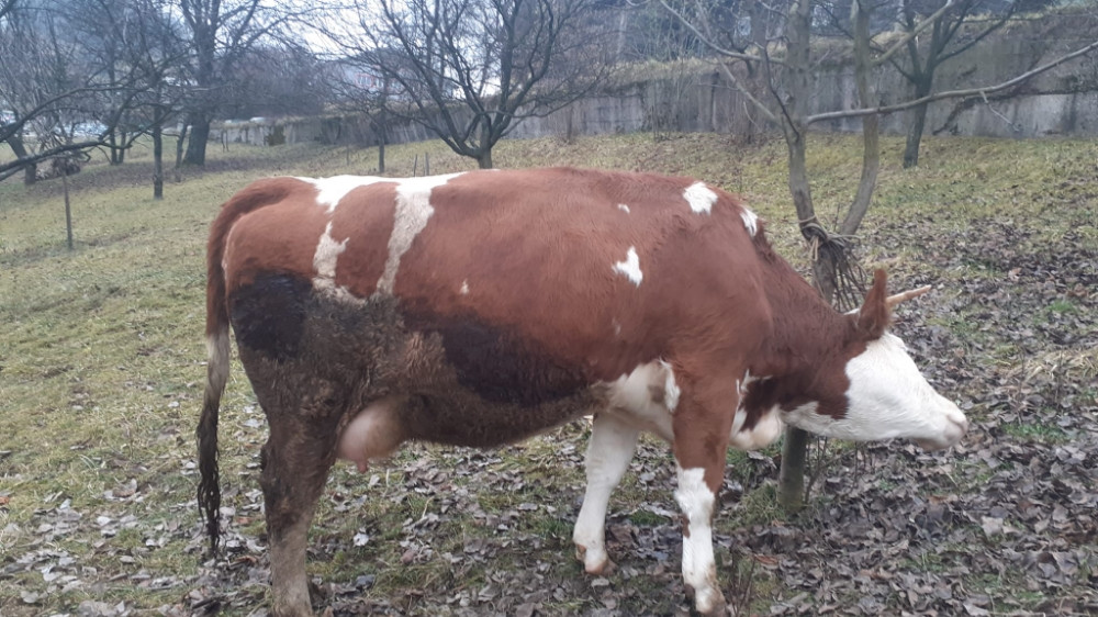 Junica stevena - Krave - OLX.ba