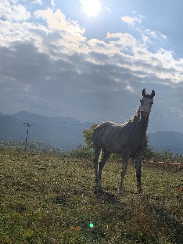Arapski konj - Konji - OLX.ba