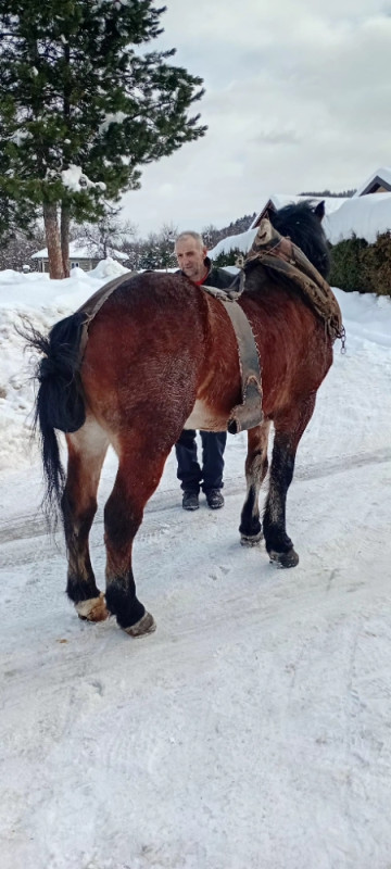 Na prodaju konj - Konji - OLX.ba