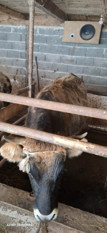 Junica steona 7 mjeseci - Krave - OLX.ba