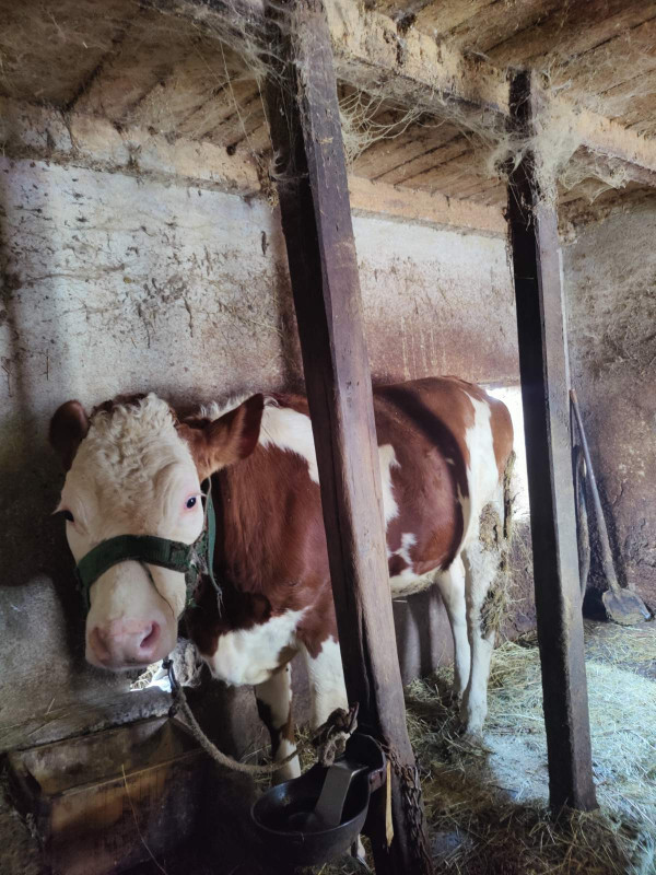 Junica steona - Krave - OLX.ba