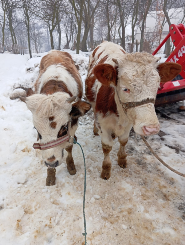 Junica i junac - Krave - OLX.ba