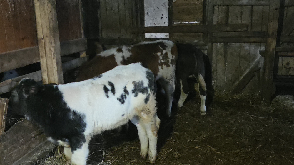 Muska telad/ musko tele/ telad za tov - Krave - OLX.ba