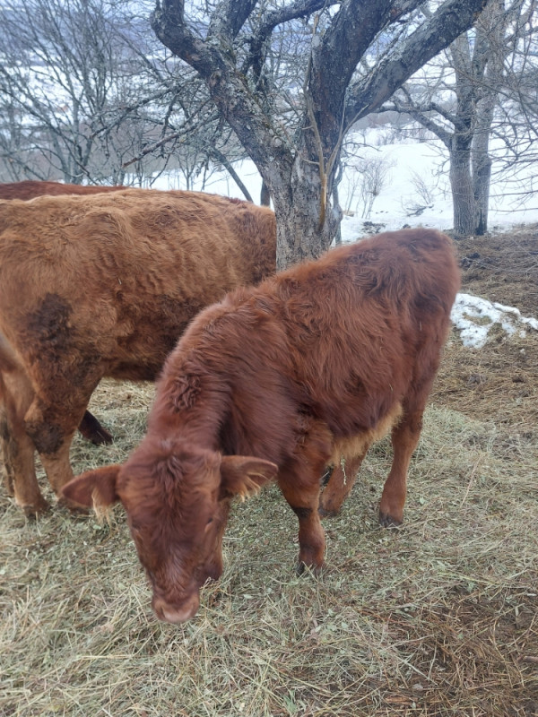 Angus muska telad - Krave - OLX.ba