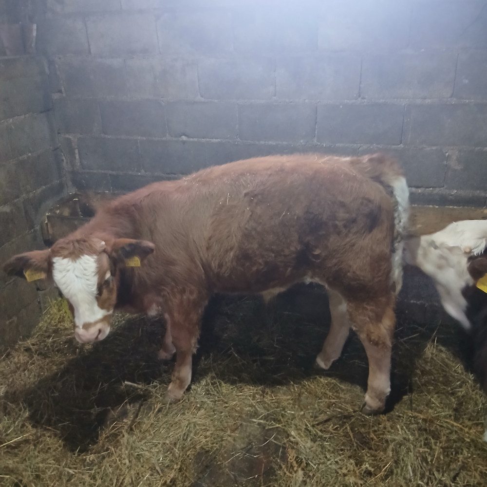 Muska telad za tov - Krave - OLX.ba